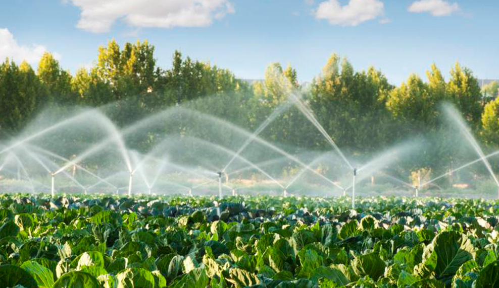 Lanzan nuevo plan de agricultura irrigada | Mercado Central Lanzan nuevo plan de agricultura irrigada | Mercado Central