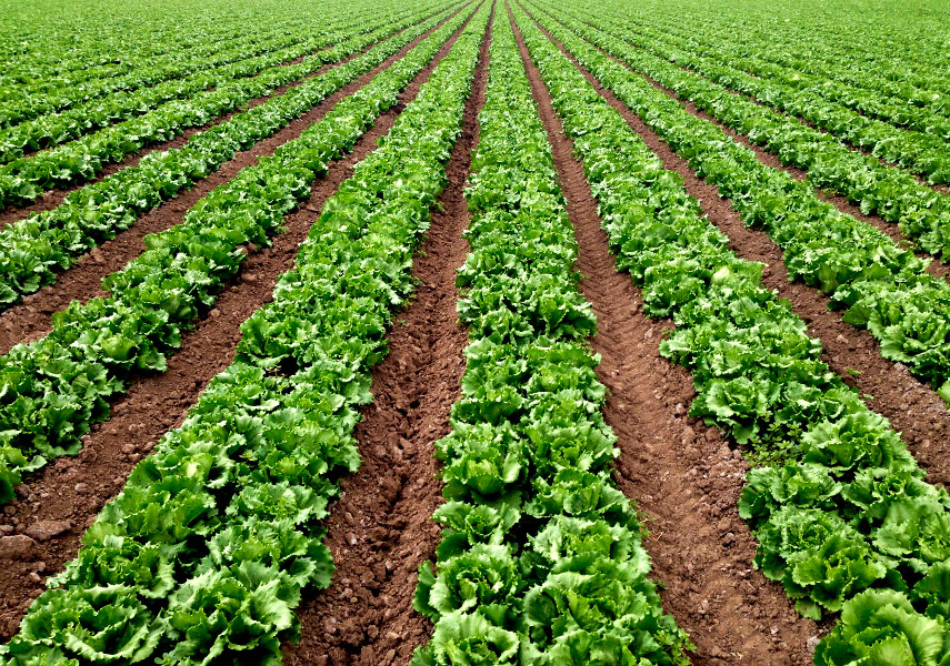 Hortalizas 2020: Plan para aumentar la producción y el consumo de ...