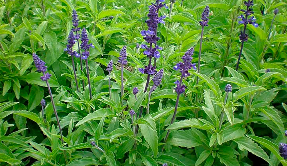 Los múltiples beneficios de la salvia | Mercado Central